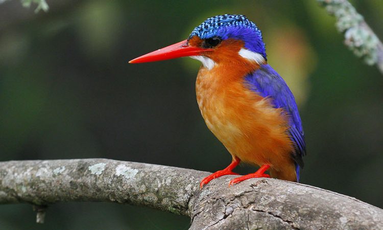 How Birds Choose Their Partners - Uganda Birding Safaris & Tours