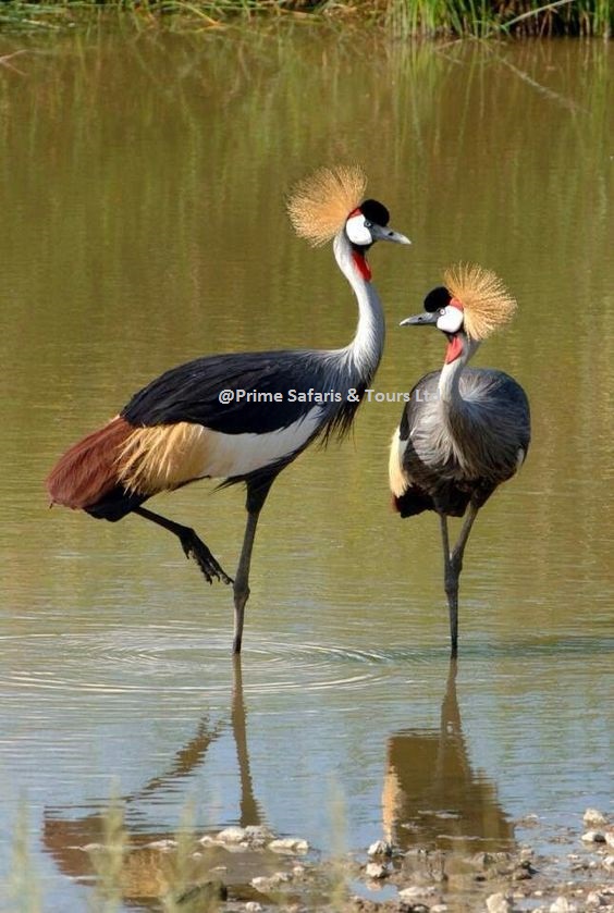 10 Newly Discovered Bird Species in Uganda You Must Know - Uganda ...