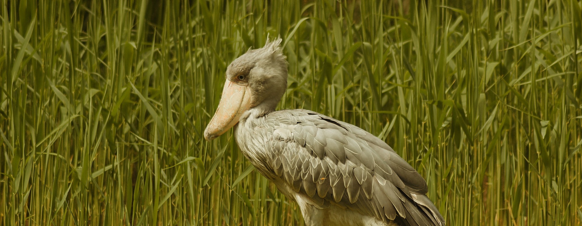 Mabamba Bay - Uganda Birding Safaris & Tours