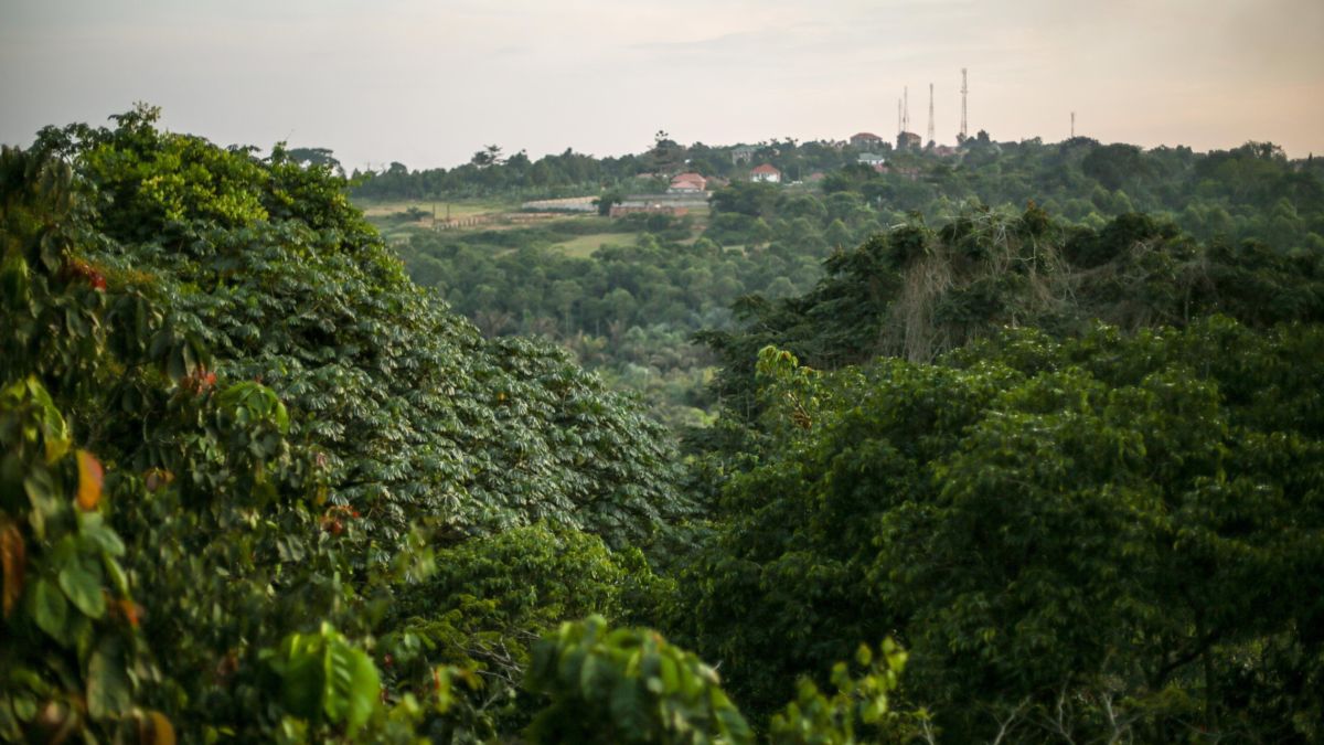Zika Forest - Uganda Birding Safaris & Tours