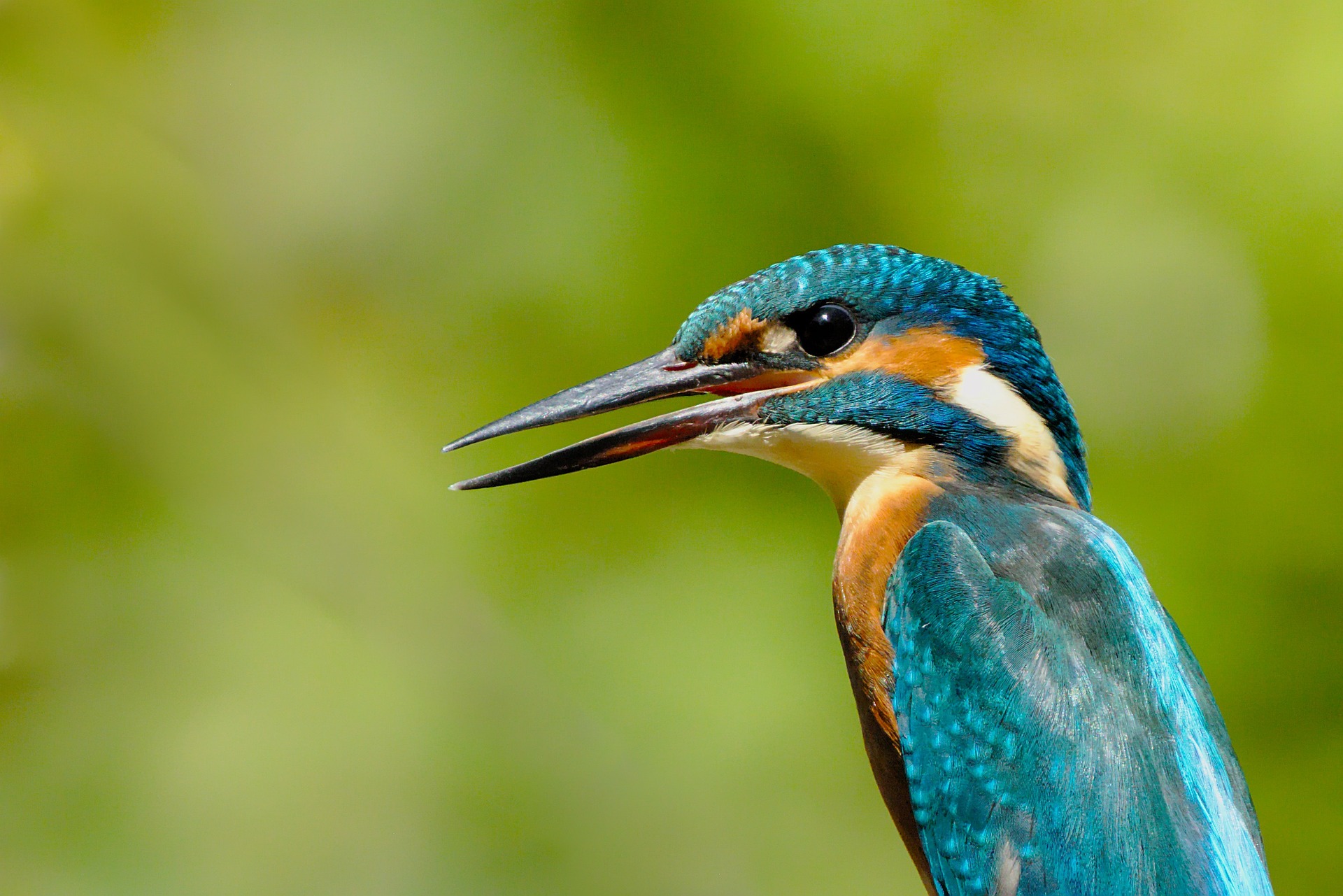 Rwanda Birding Safaris, Bird Watching Safari Rwanda Tours