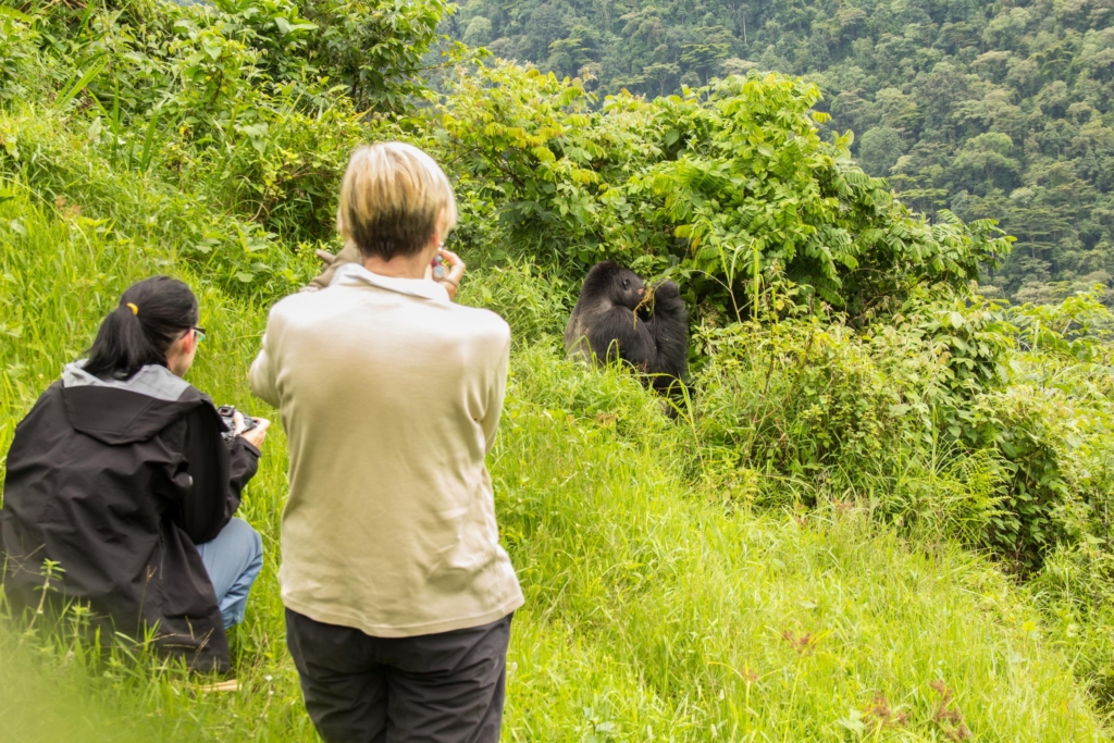 UWA Tariffs 2026–2027 | Uganda Gorilla Permit Prices